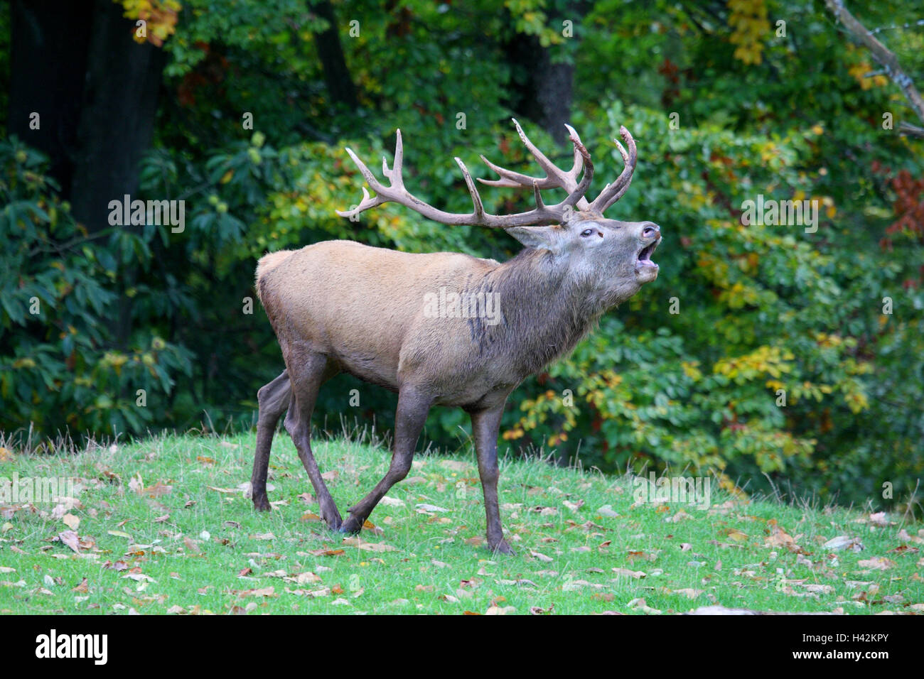 Bell animals hi-res stock photography and images - Alamy