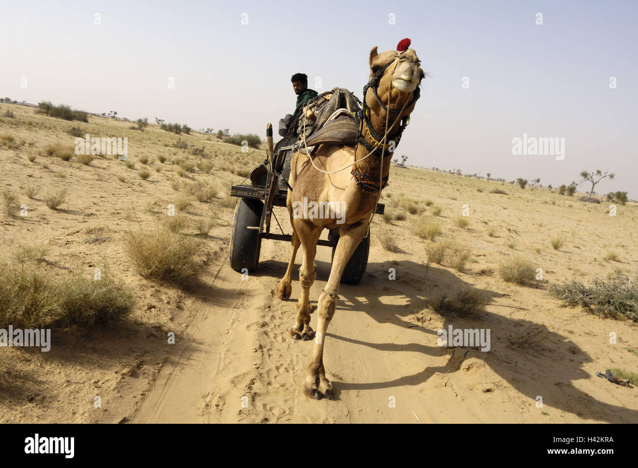 India, Rajasthan, Bikaner, desert Thar, camel carriages Stock Photo - Alamy