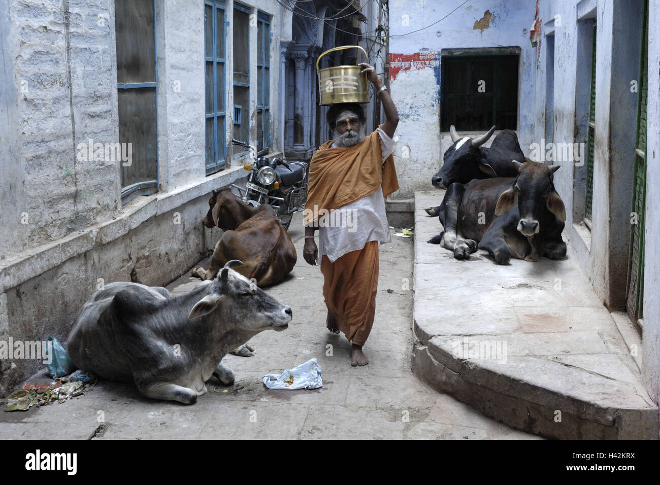 Man And Cows High Resolution Stock Photography and Images - Alamy