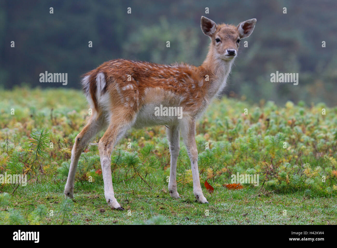 Edge the forest, European fallow buck, Dama dama dama, young animal ...