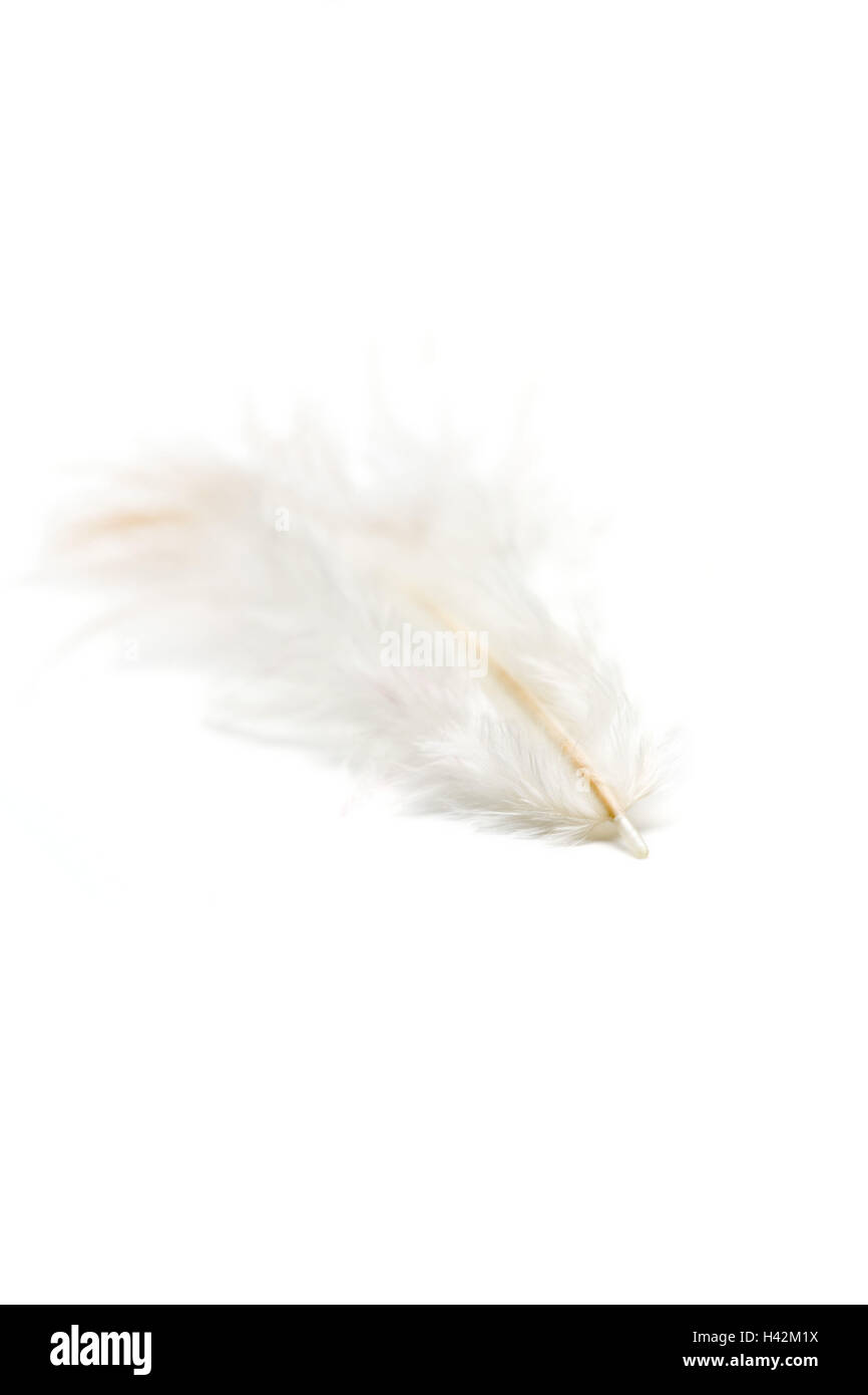 Down feather on white background Stock Photo - Alamy