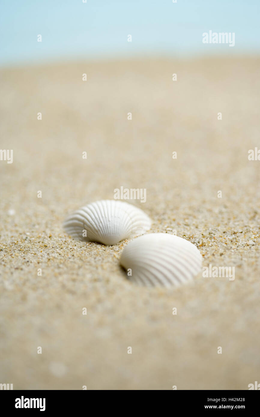 Seashells on sandy beach Stock Photo - Alamy