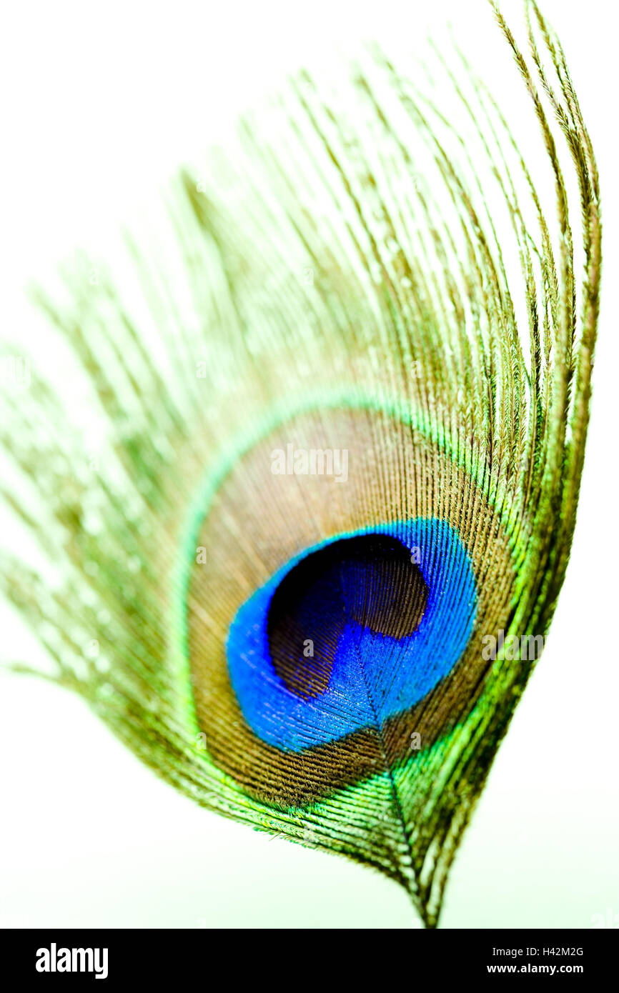 Close-up view of peacock feather Stock Photo - Alamy