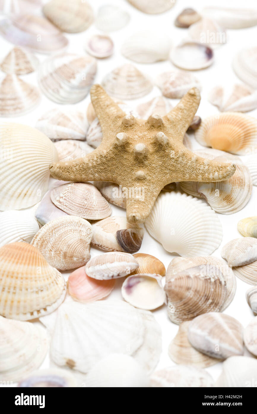 Starfish collection hi-res stock photography and images - Alamy