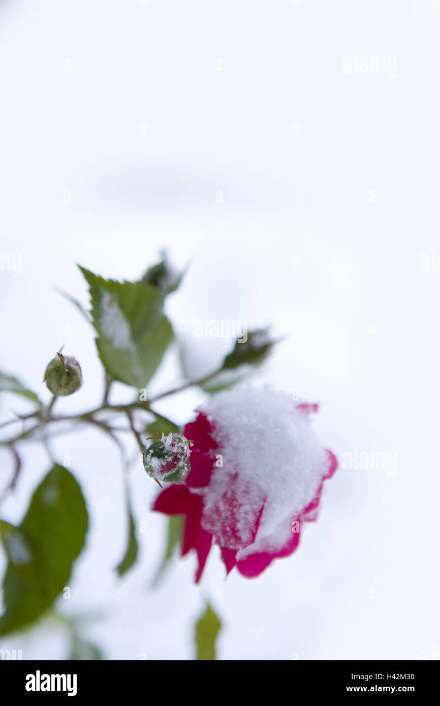 Rose of winter hi-res stock photography and images - Alamy