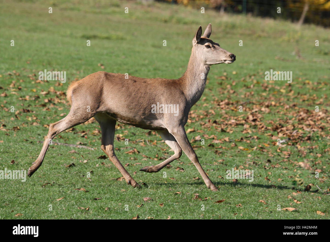 Hind Animal