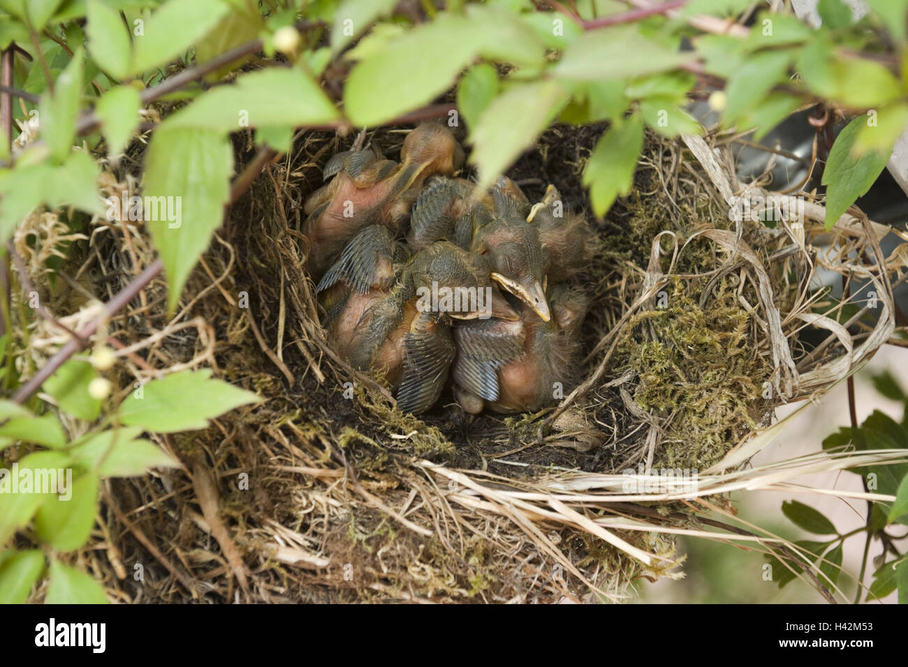 Blackbird nest building hi-res stock photography and images - Alamy
