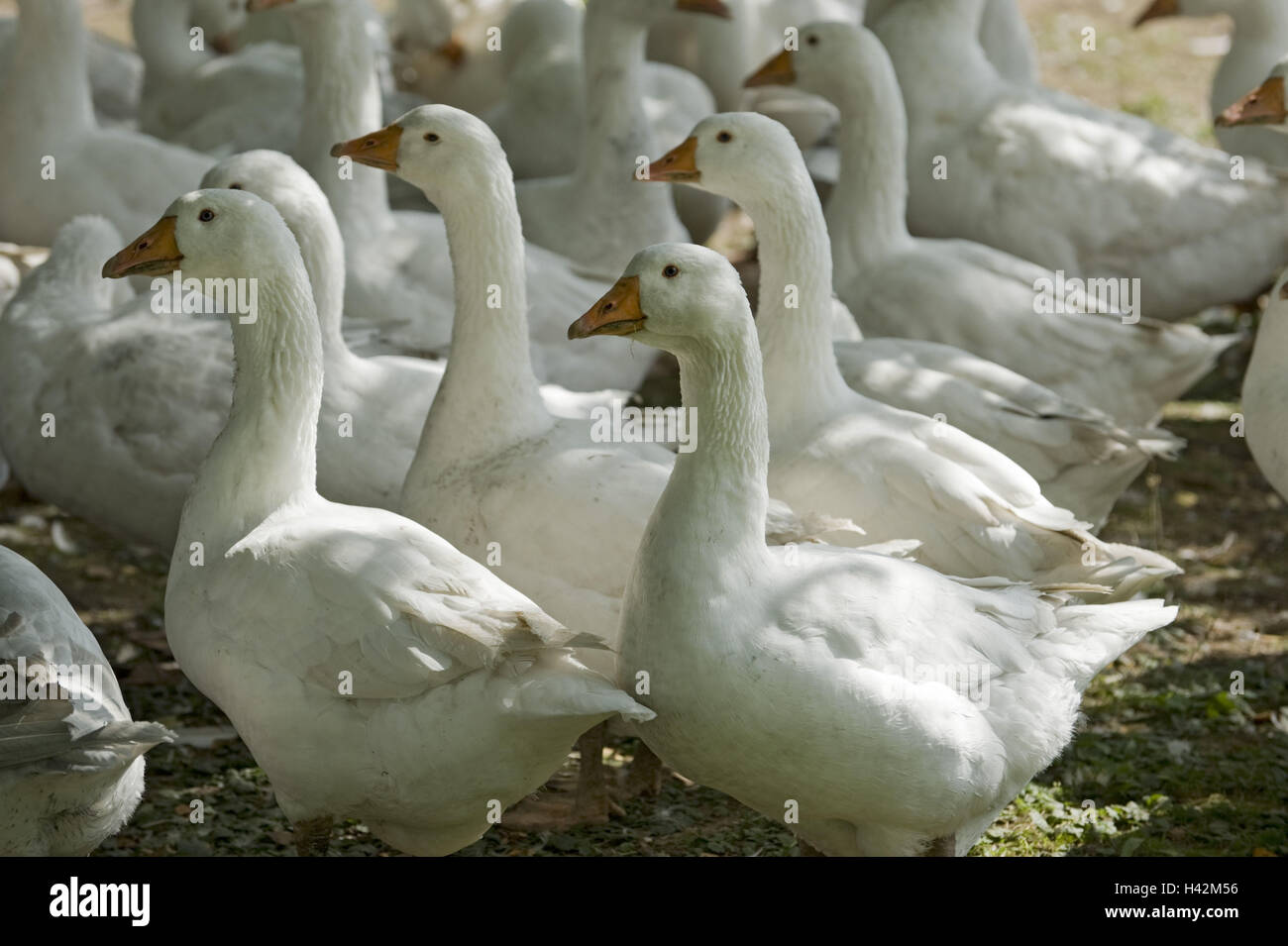 Open land position hi-res stock photography and images - Alamy