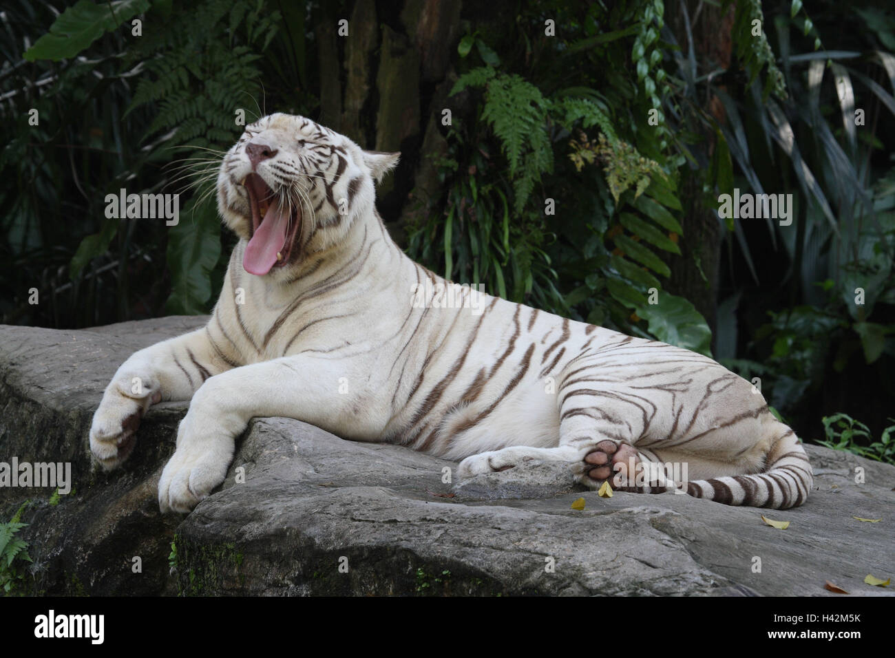 Tiger Yawn High Resolution Stock Photography and Images - Alamy