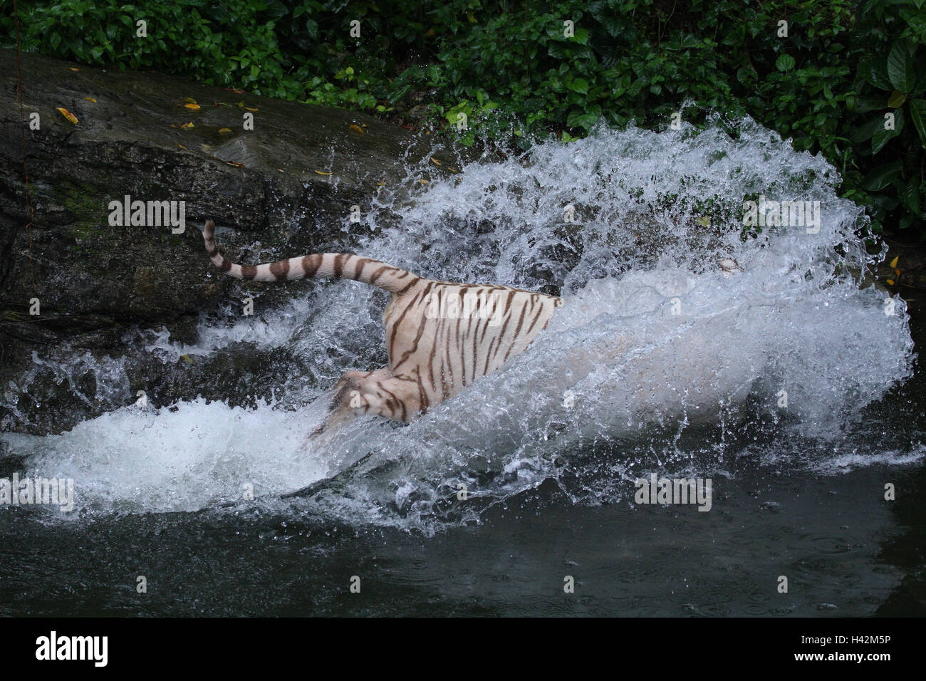 White Bengal Tiger In Water