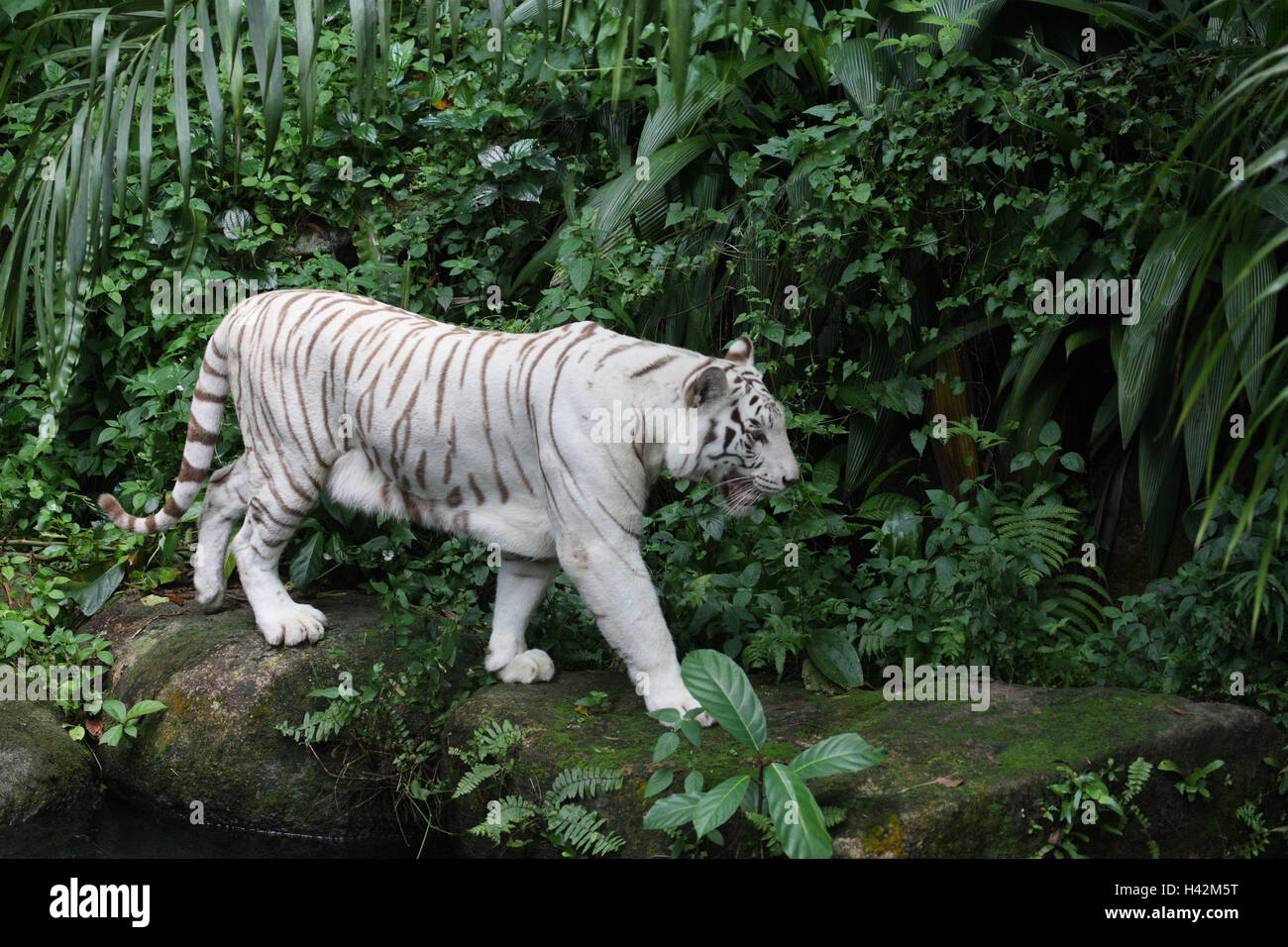 White Bengal tiger Stock Photo - Alamy