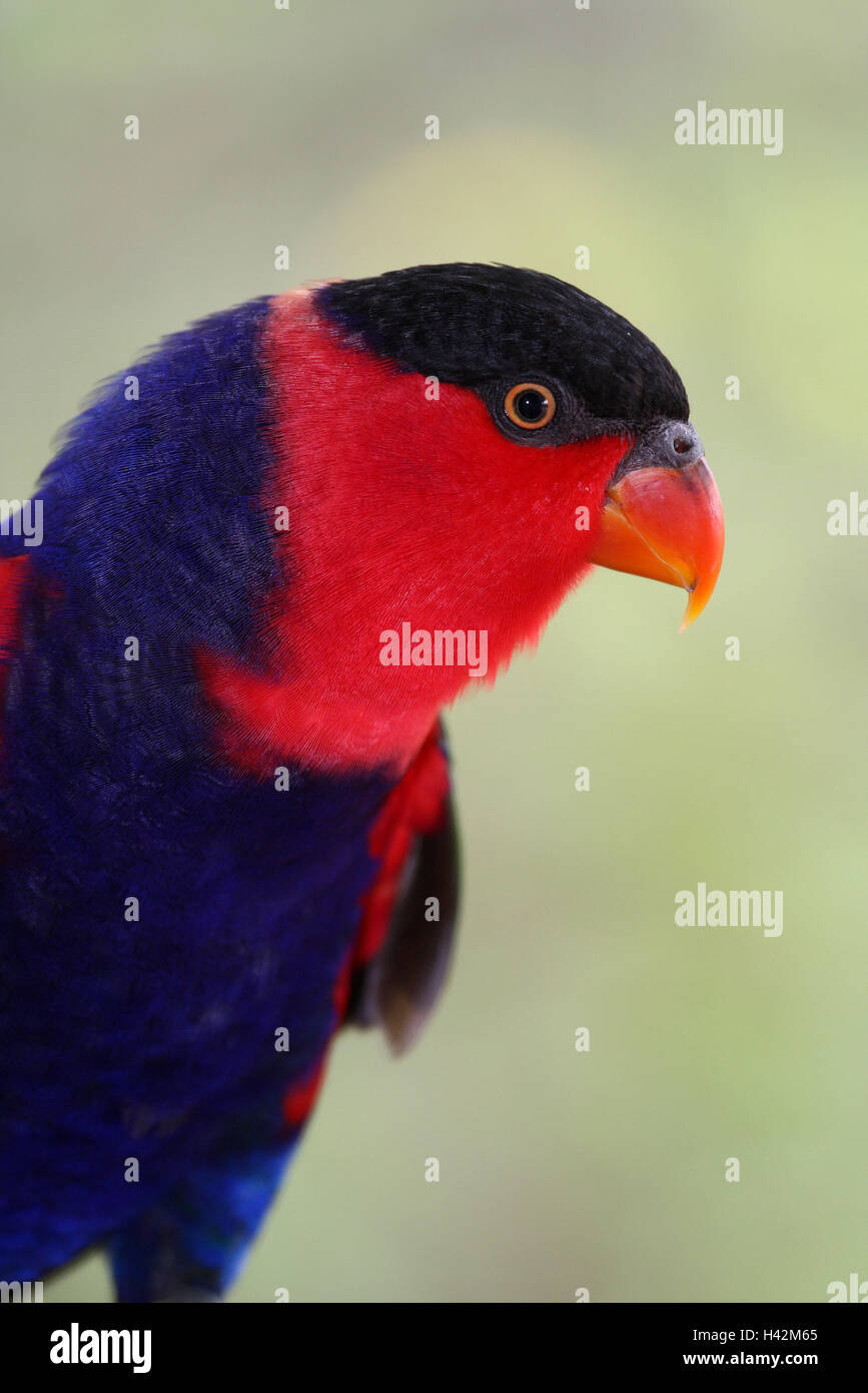 Womens lorises hi-res stock photography and images - Alamy