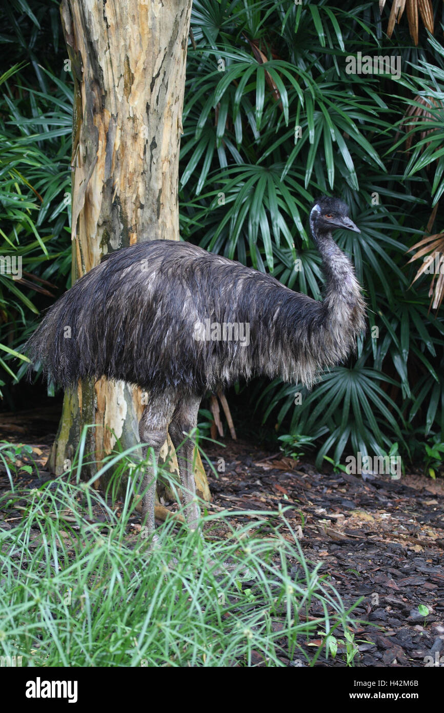 Emu birds hi-res stock photography and images - Alamy