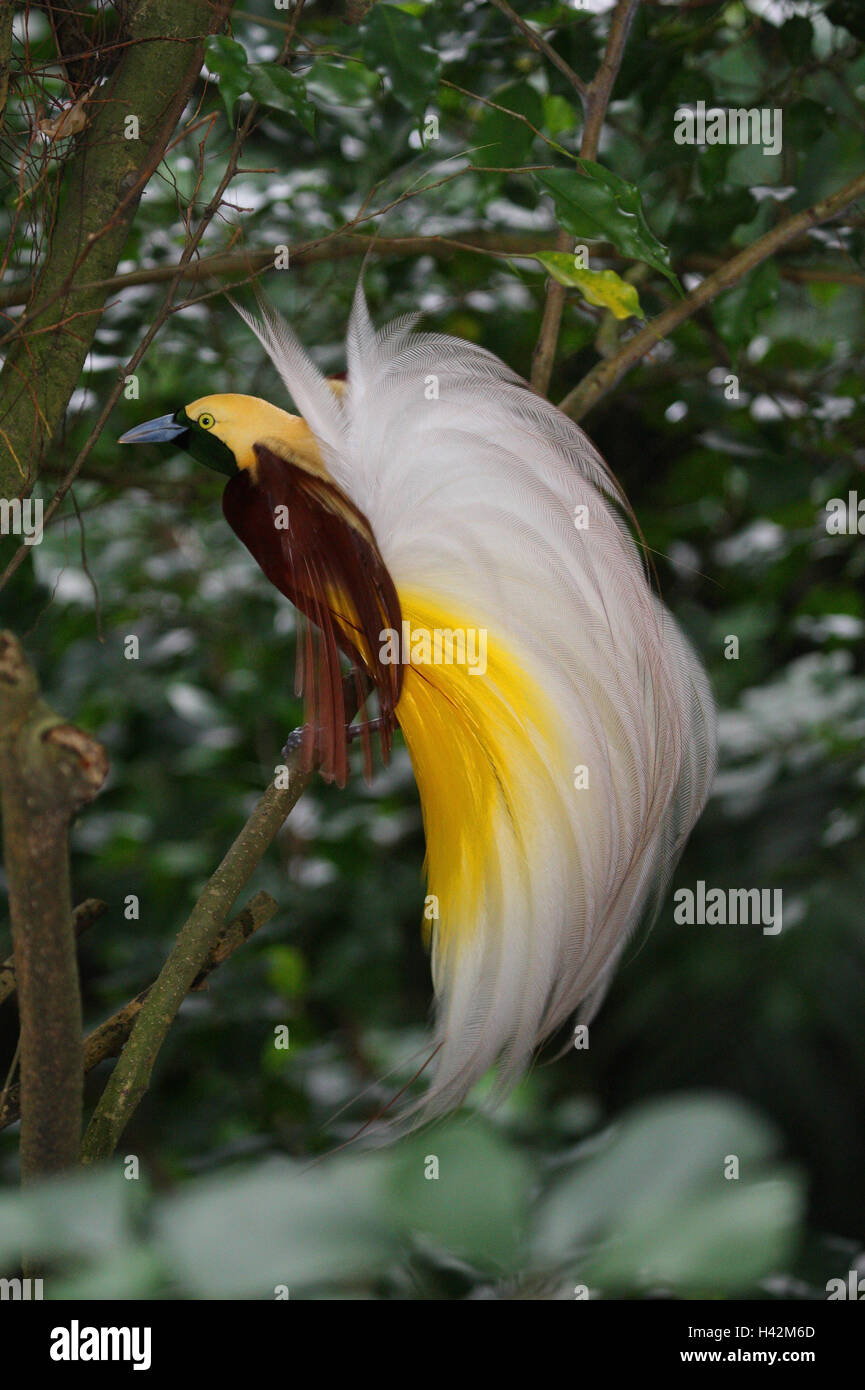 Small bird of paradise, manly Stock Photo - Alamy