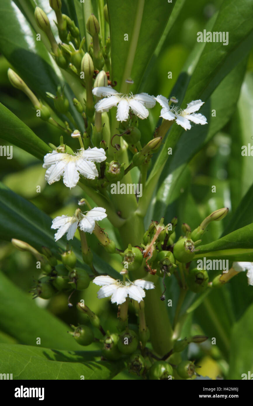 Medium shrub hi-res stock photography and images - Alamy