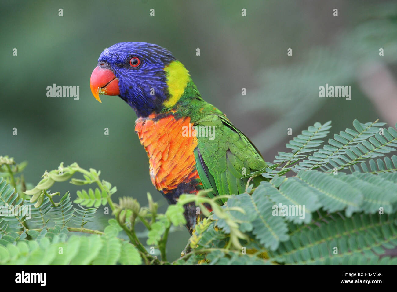 Loris hi-res stock photography and images - Alamy