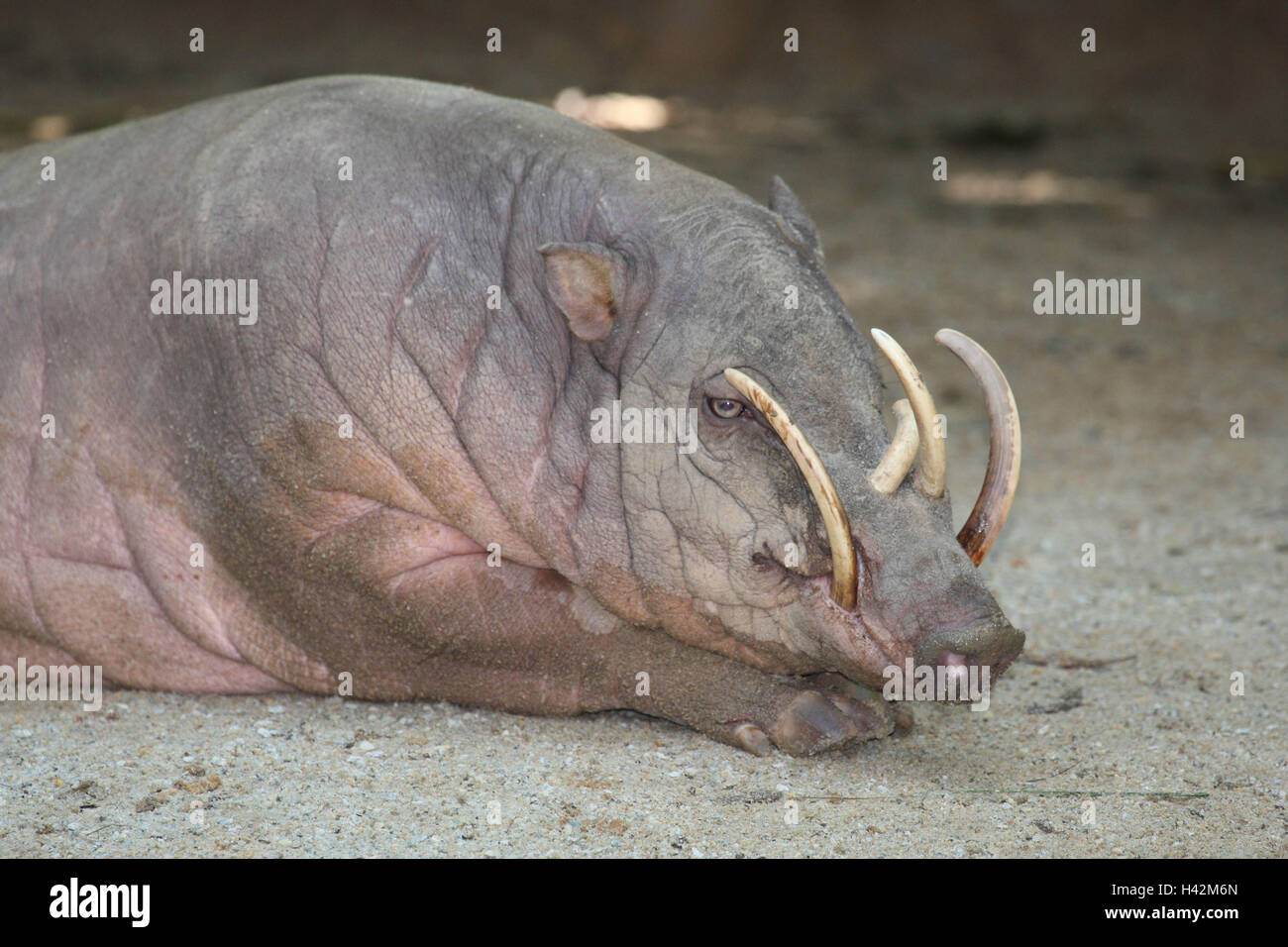 Wild boar tusks hi-res stock photography and images - Alamy