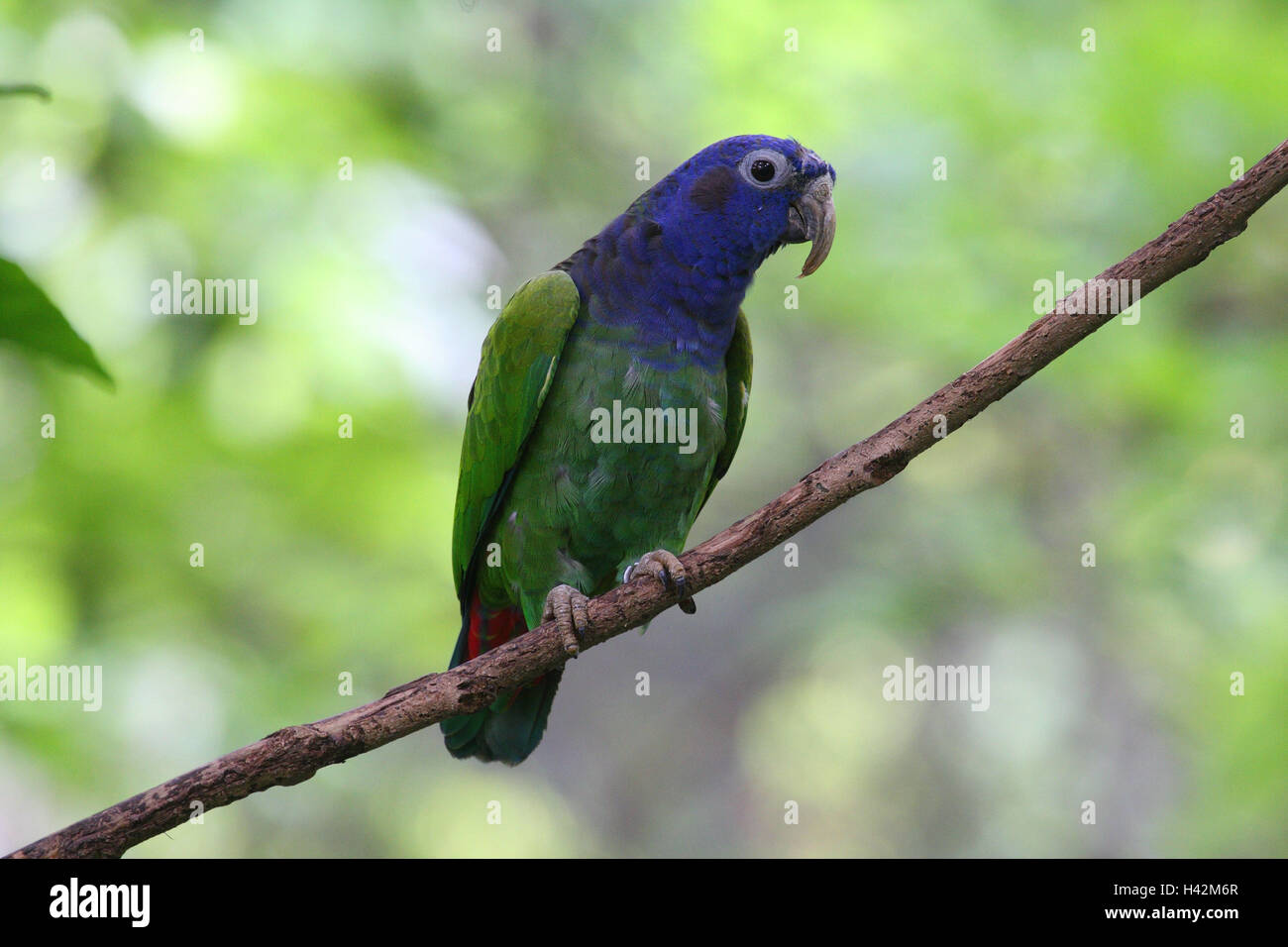 Black ear parrot Stock Photo - Alamy