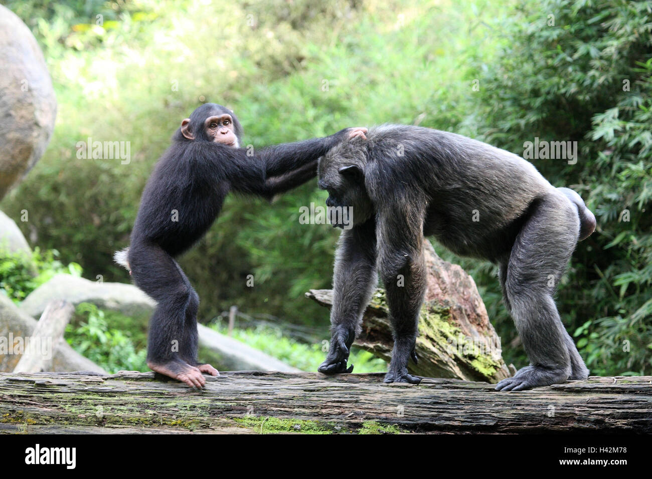 Old and young animal hi-res stock photography and images - Alamy