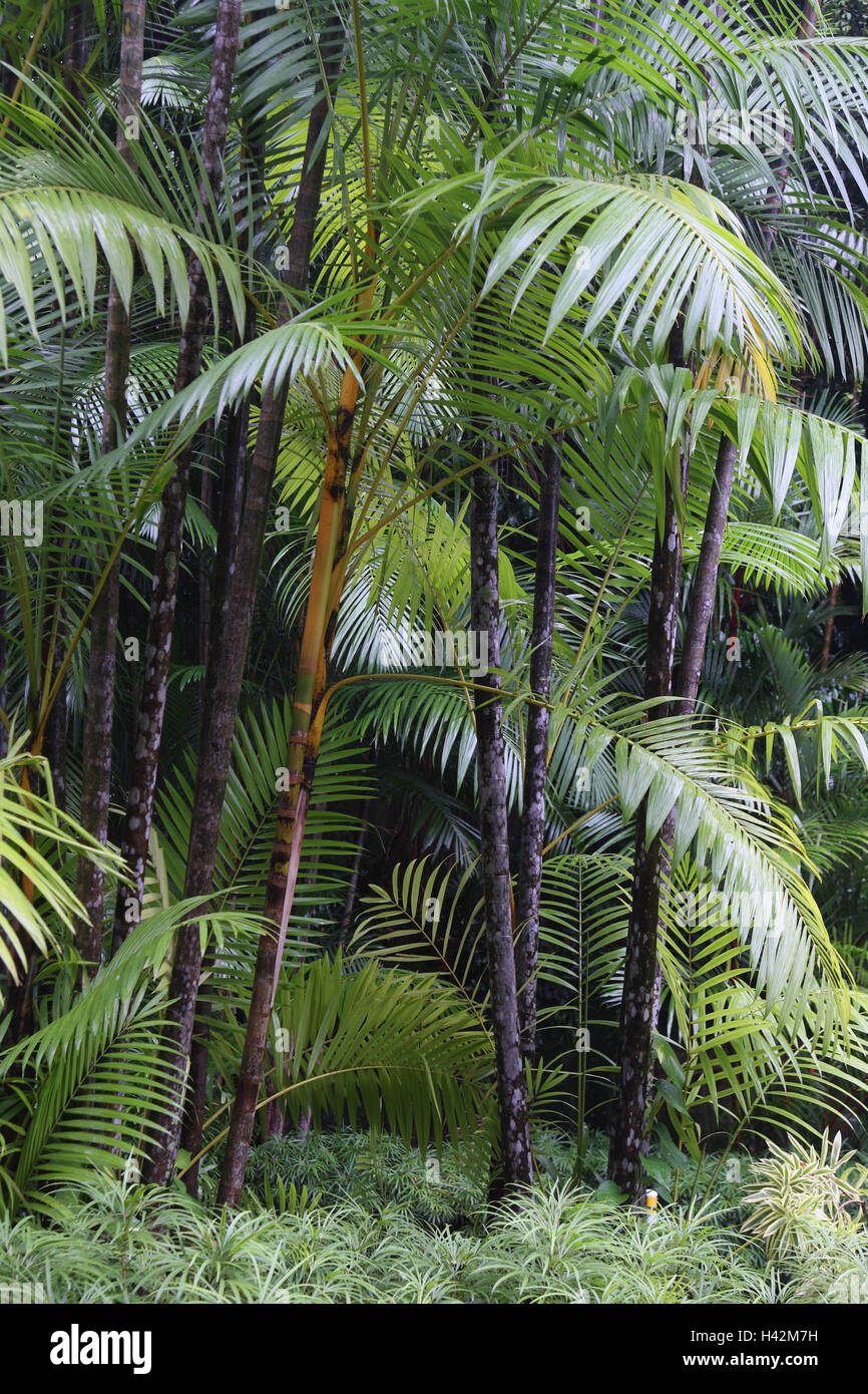 Rainforest vegetation hi-res stock photography and images - Alamy
