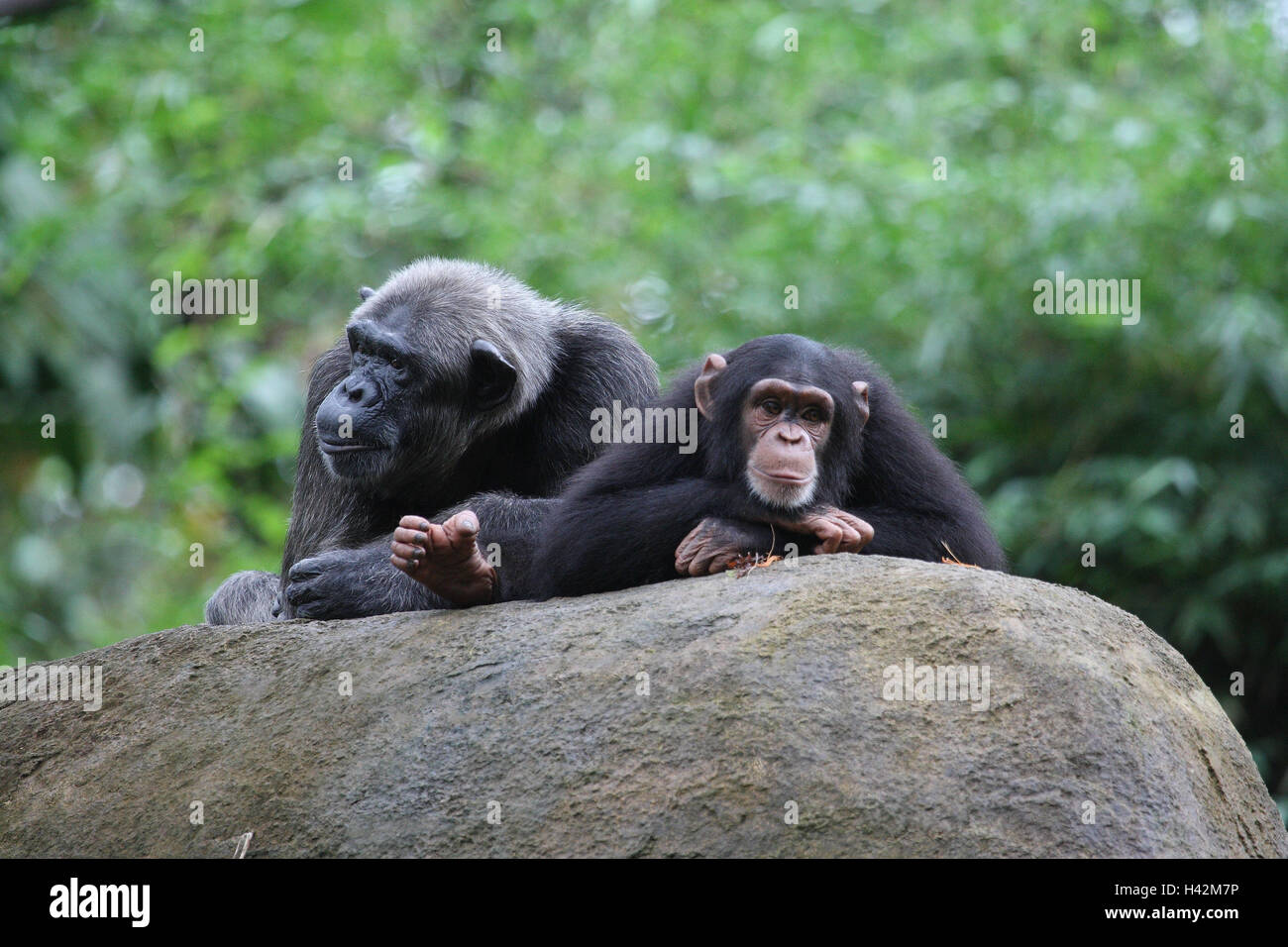 Monkey rocks hi-res stock photography and images - Alamy