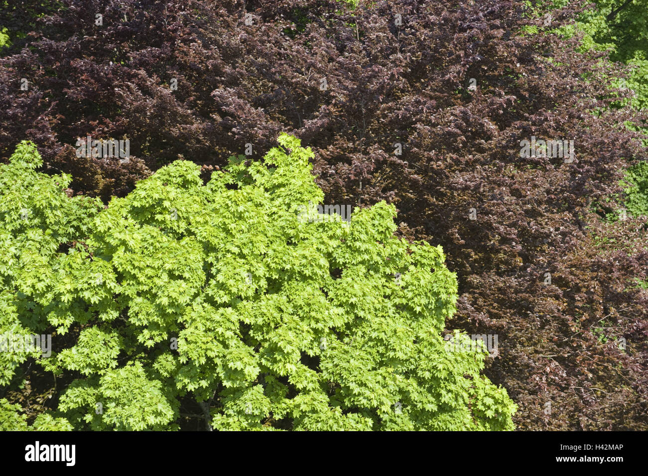 Broad-leaved trees, spike maple, Acer platanoides, copper beech, Fagus ...