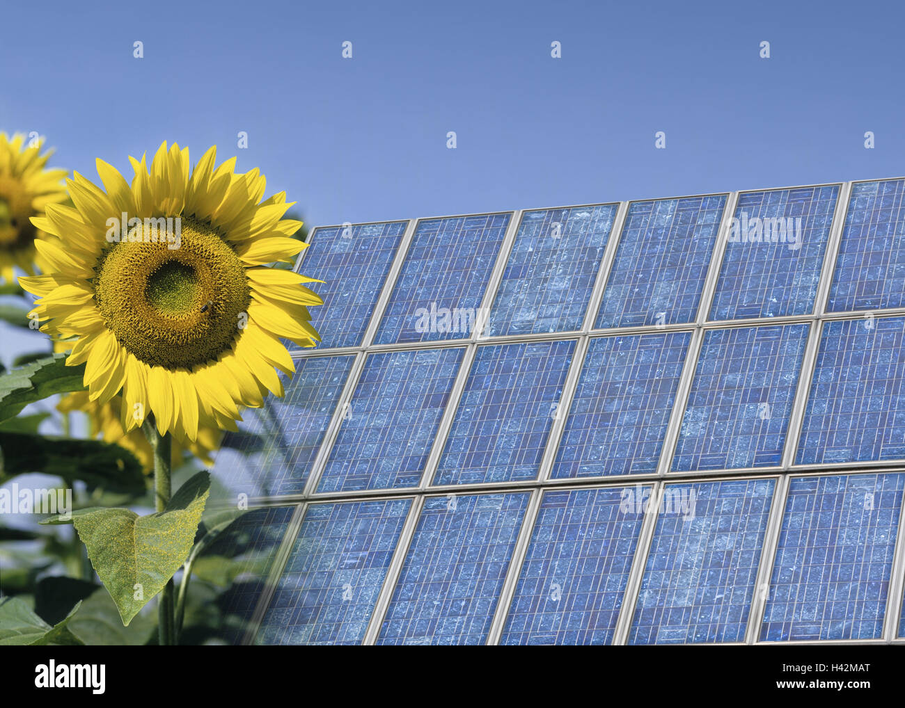 Photovoltaics plant, sunflowers Stock Photo - Alamy