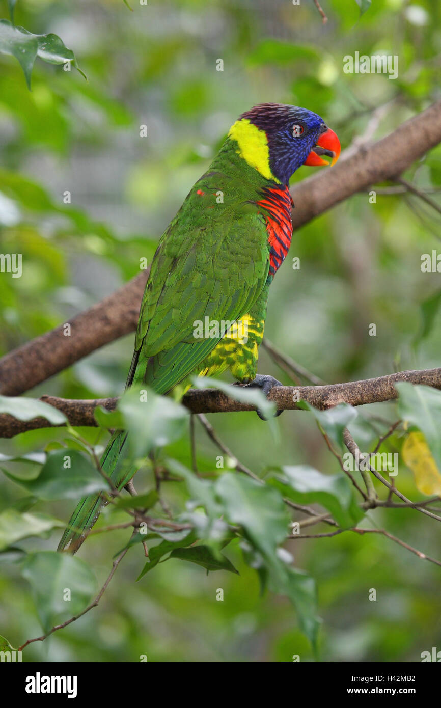 Wedge tail loris hi-res stock photography and images - Alamy