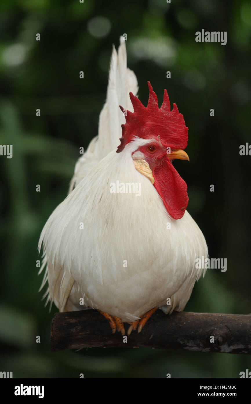 White tap hi-res stock photography and images - Alamy
