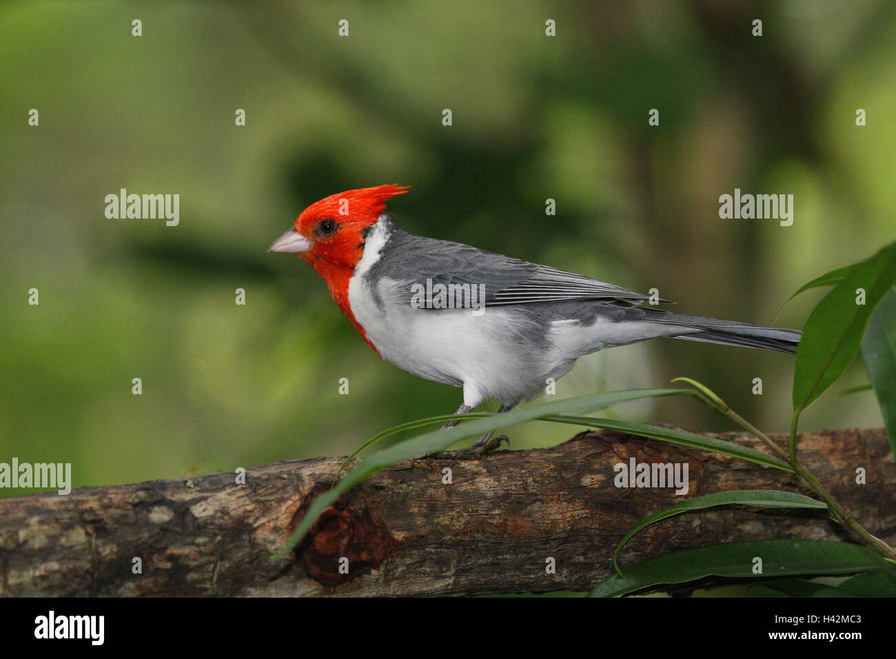 Graukardinale hi-res stock photography and images - Alamy