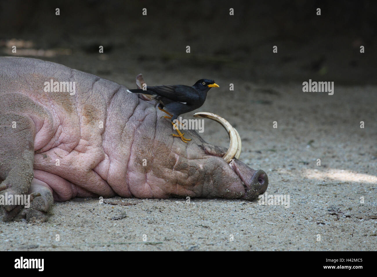 Wild Boar Indonesia High Resolution Stock Photography and Images - Alamy