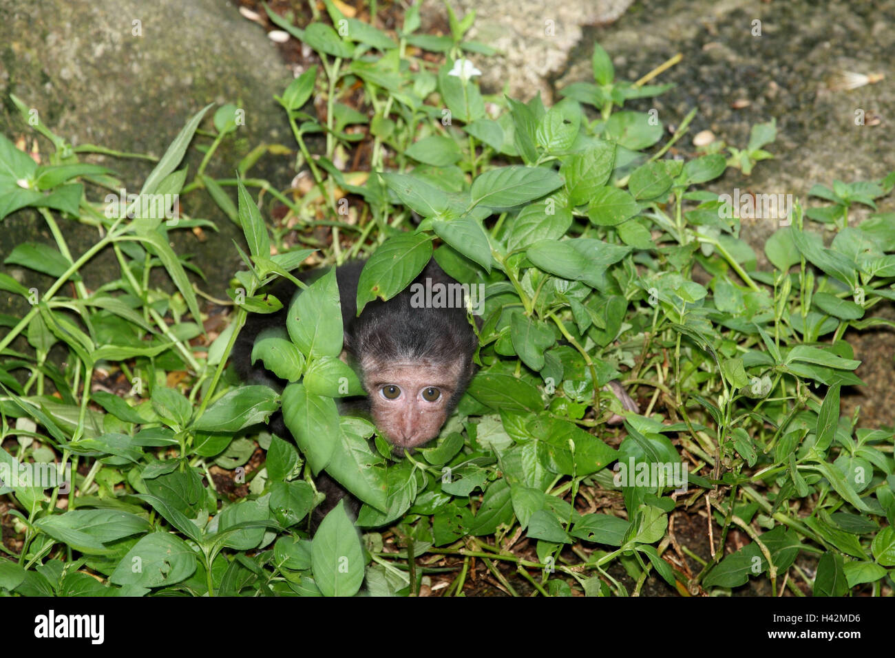 Shy animals hi-res stock photography and images - Alamy