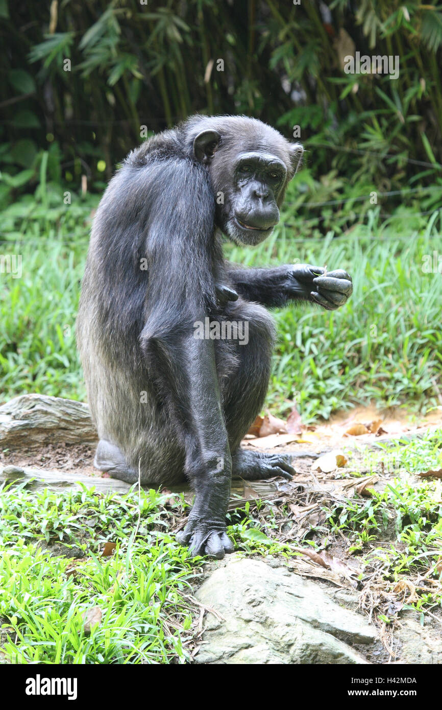 Animals chimpanzee hi-res stock photography and images - Alamy