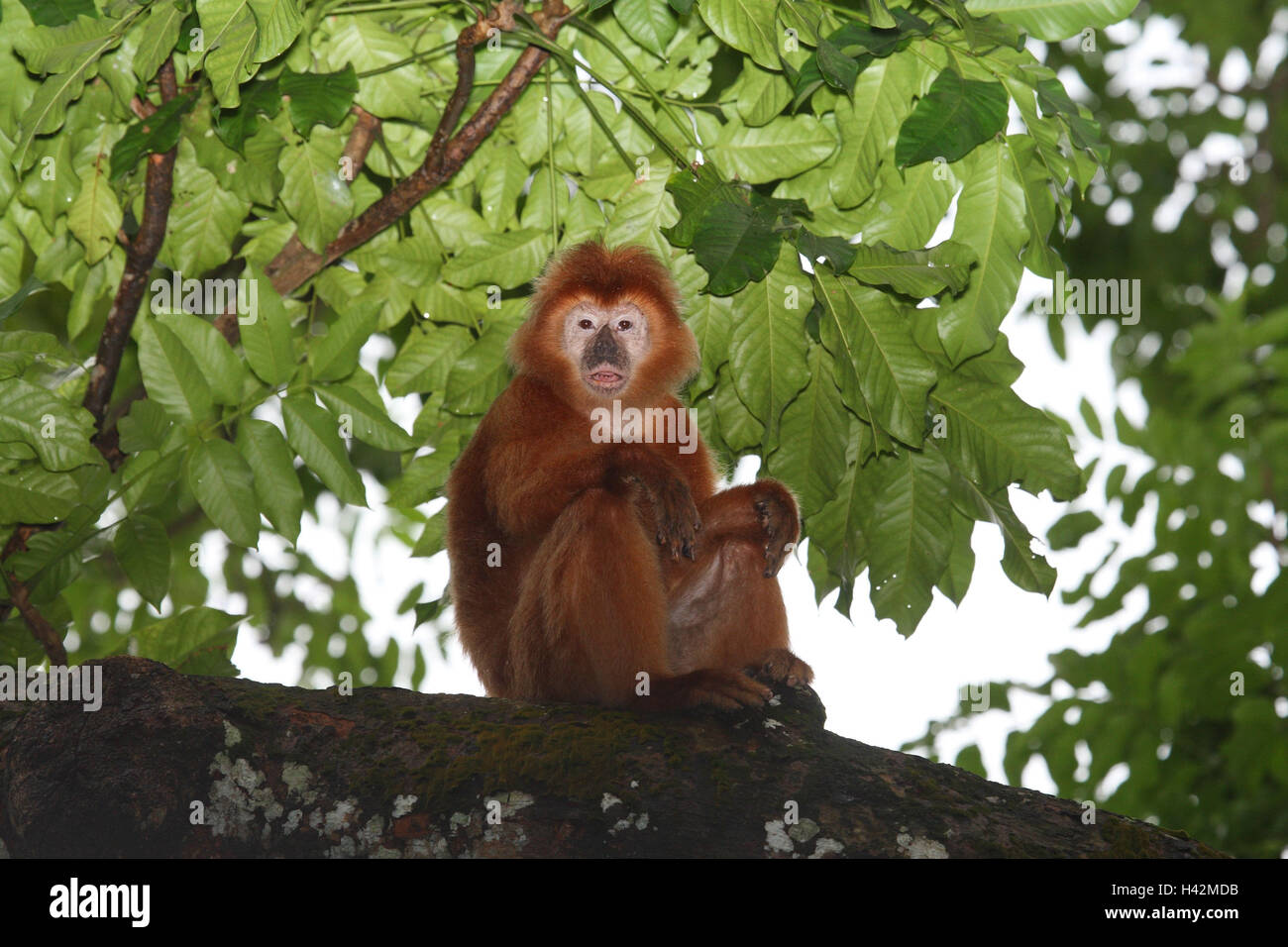 Sumatra animal hi-res stock photography and images - Alamy