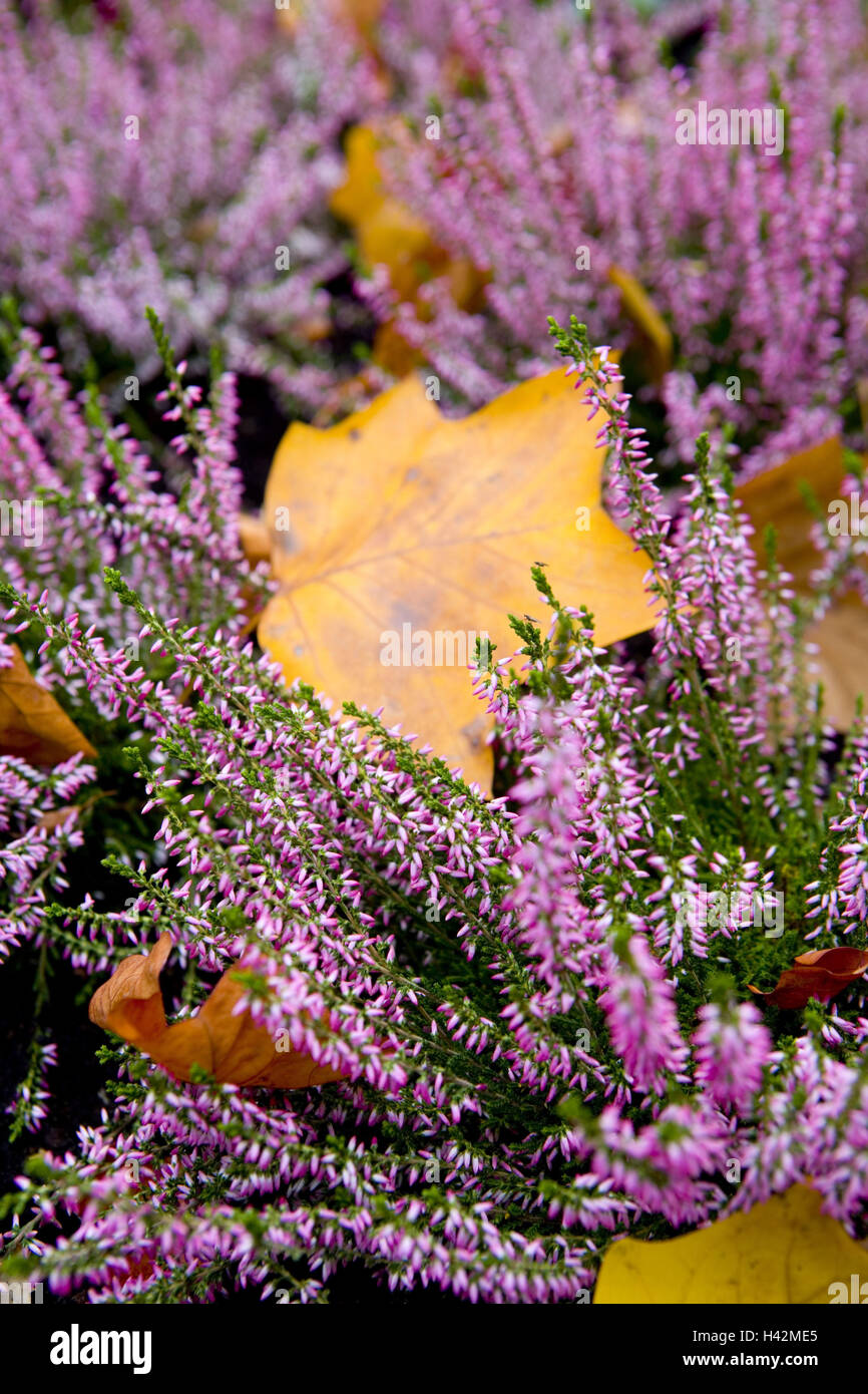 Heather autumn hi-res stock photography and images - Alamy