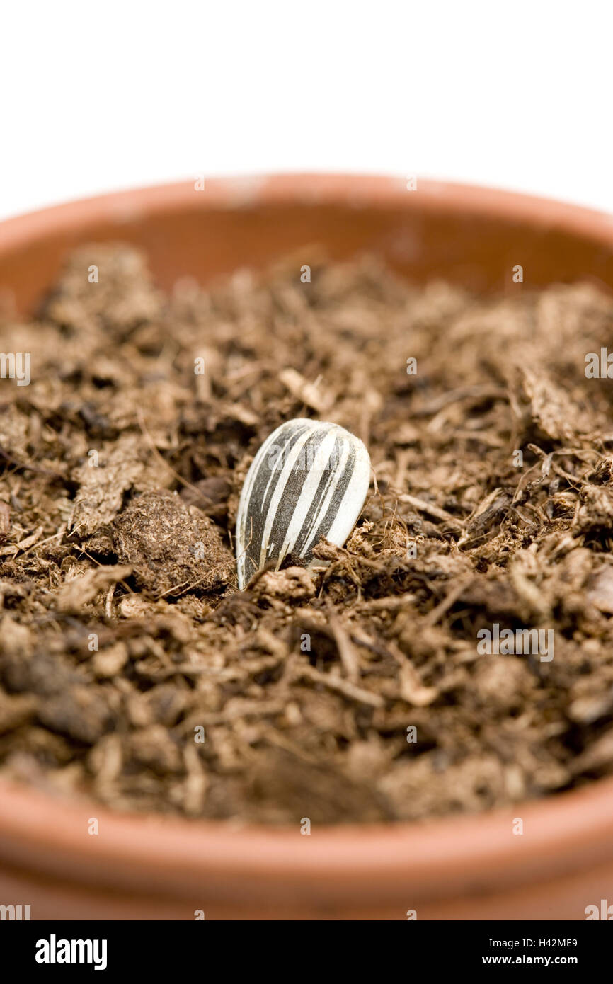 Sunflower core, flowerpot, cultivation ground, close up Stock Photo - Alamy