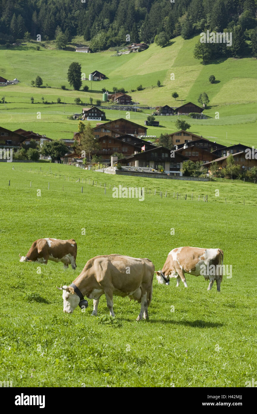 Cows, scenery, the Bernese Oberland, Switzerland Stock Photo - Alamy