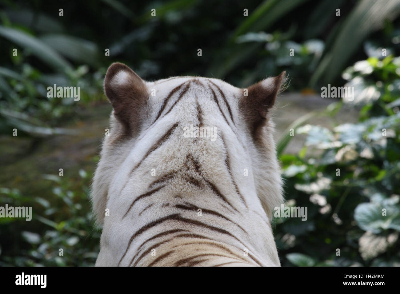 White Bengal tiger, back view, detail Stock Photo - Alamy