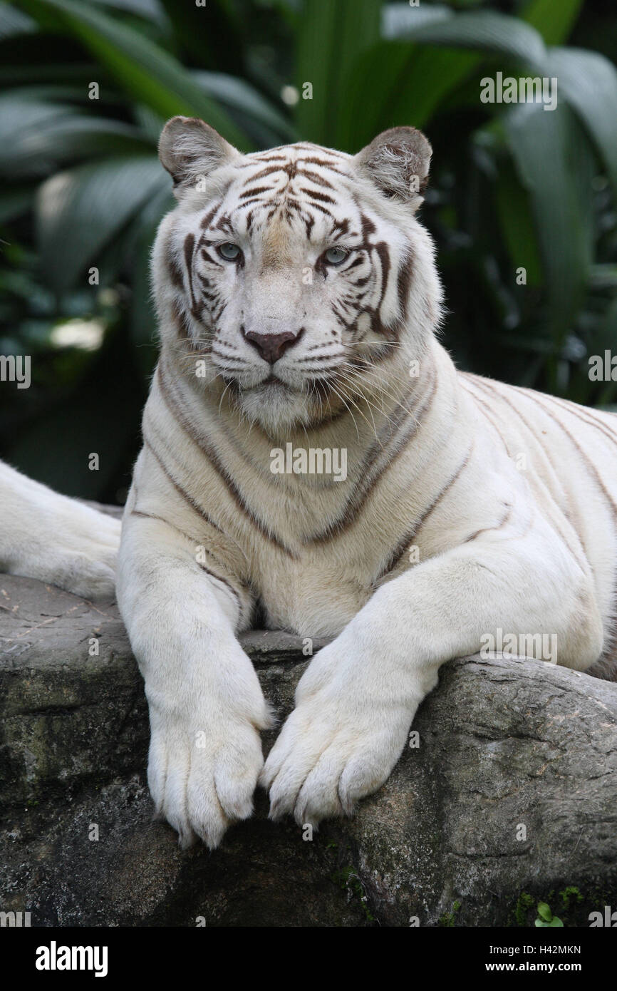 White Bengal tiger Stock Photo - Alamy