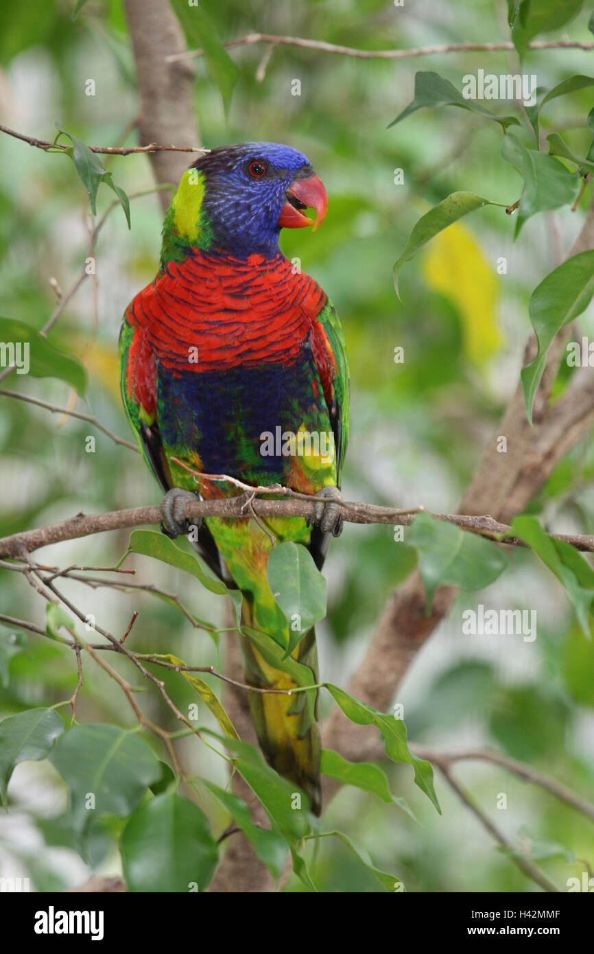 Loris hi-res stock photography and images - Alamy