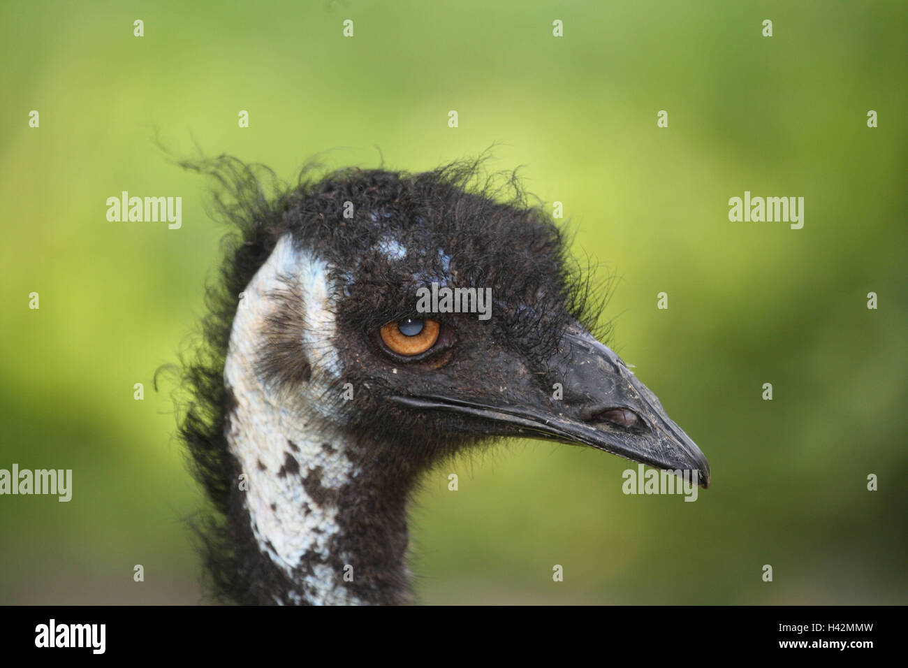 Emu head portrait hi-res stock photography and images - Alamy