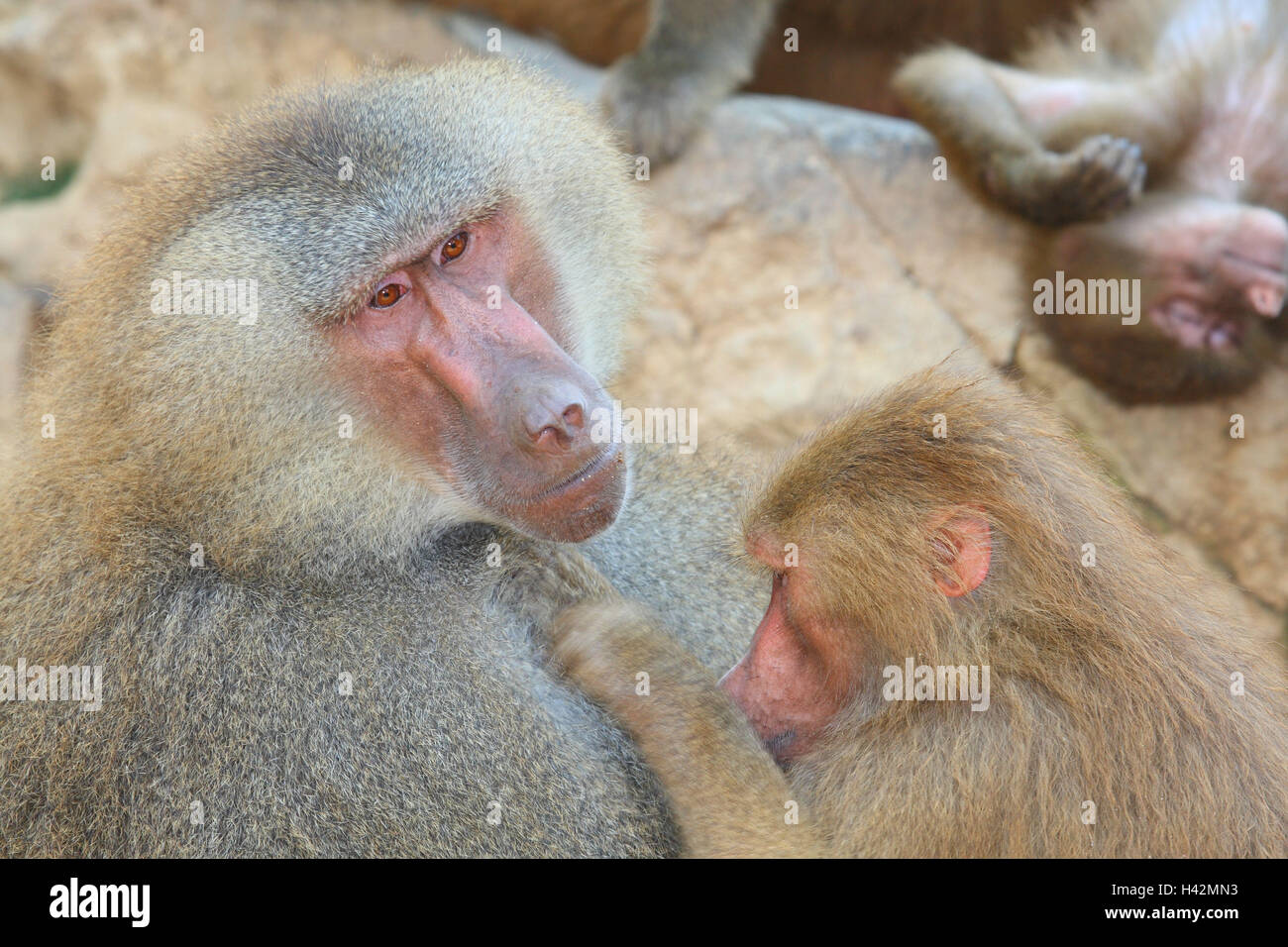 Hamadryas baboons hi-res stock photography and images - Alamy