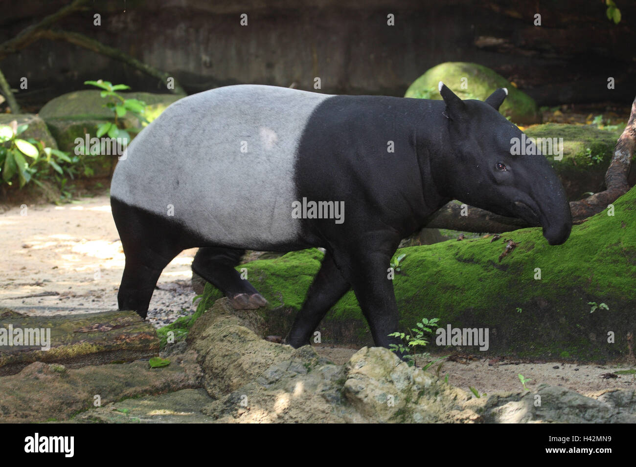 Malay tapir asia hi-res stock photography and images - Alamy