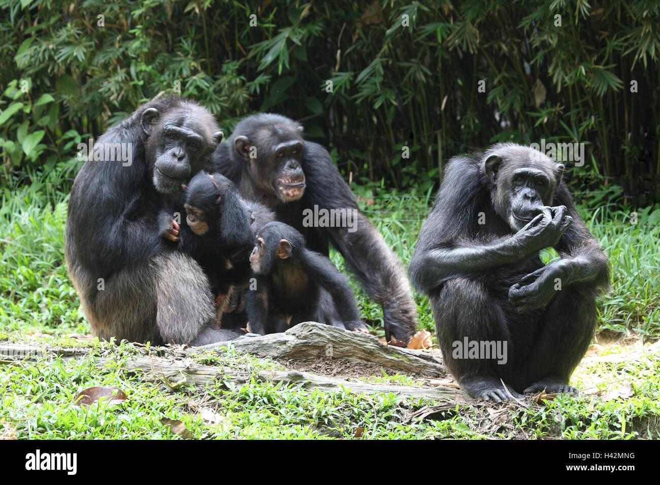 Chimpanzee group africa hi-res stock photography and images - Alamy