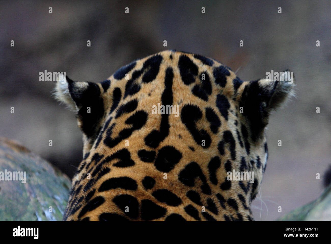 Jaguar, head, back view, medium close-up, detail Stock Photo - Alamy