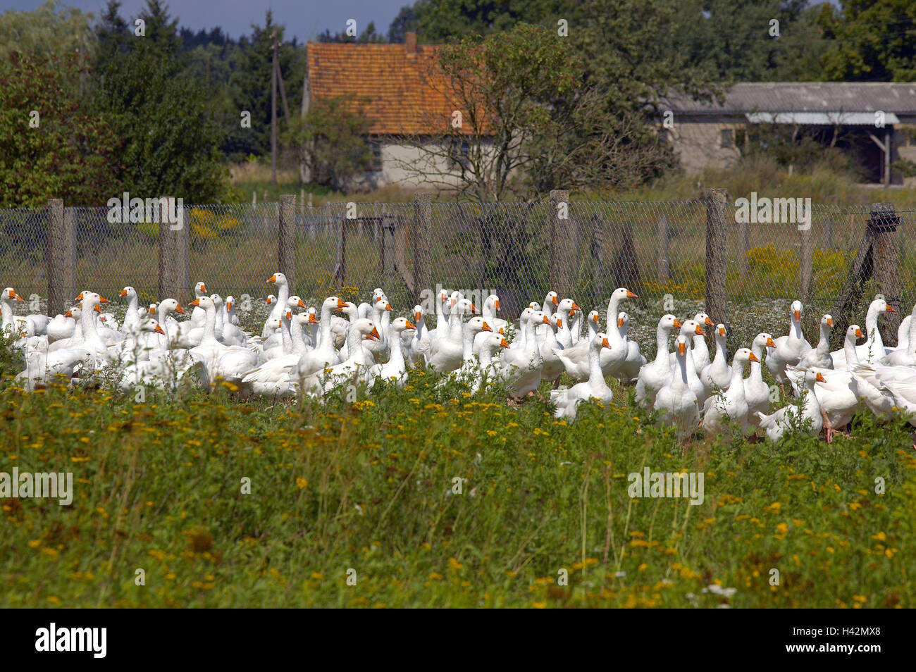 Land enclosure hi-res stock photography and images - Alamy