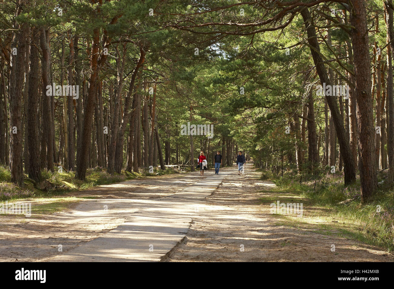 Poland, Pomerania, Slowinski national park, pinewood, footpath, tourist ...