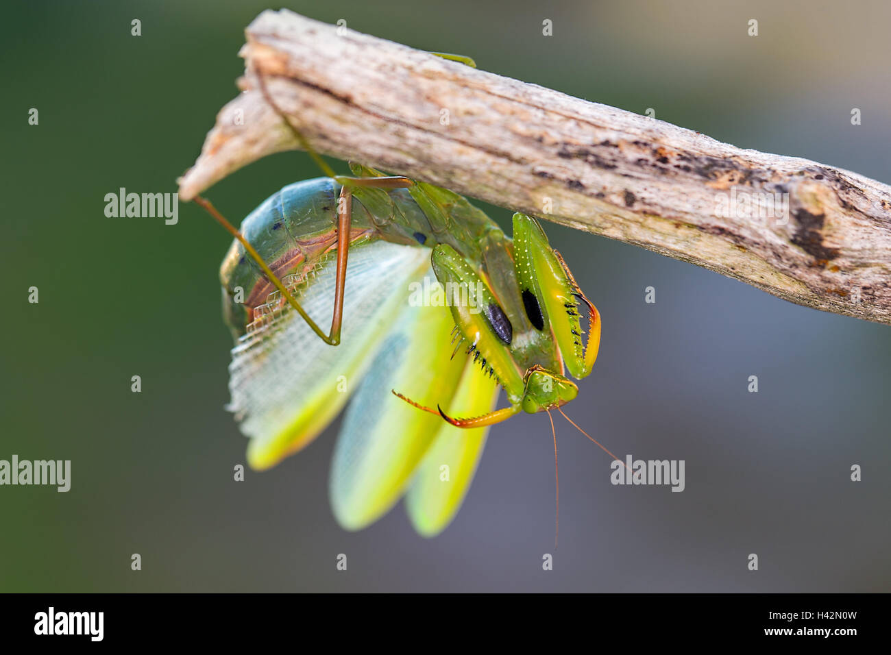 Praying mantis - female in defensive position Stock Photo - Alamy