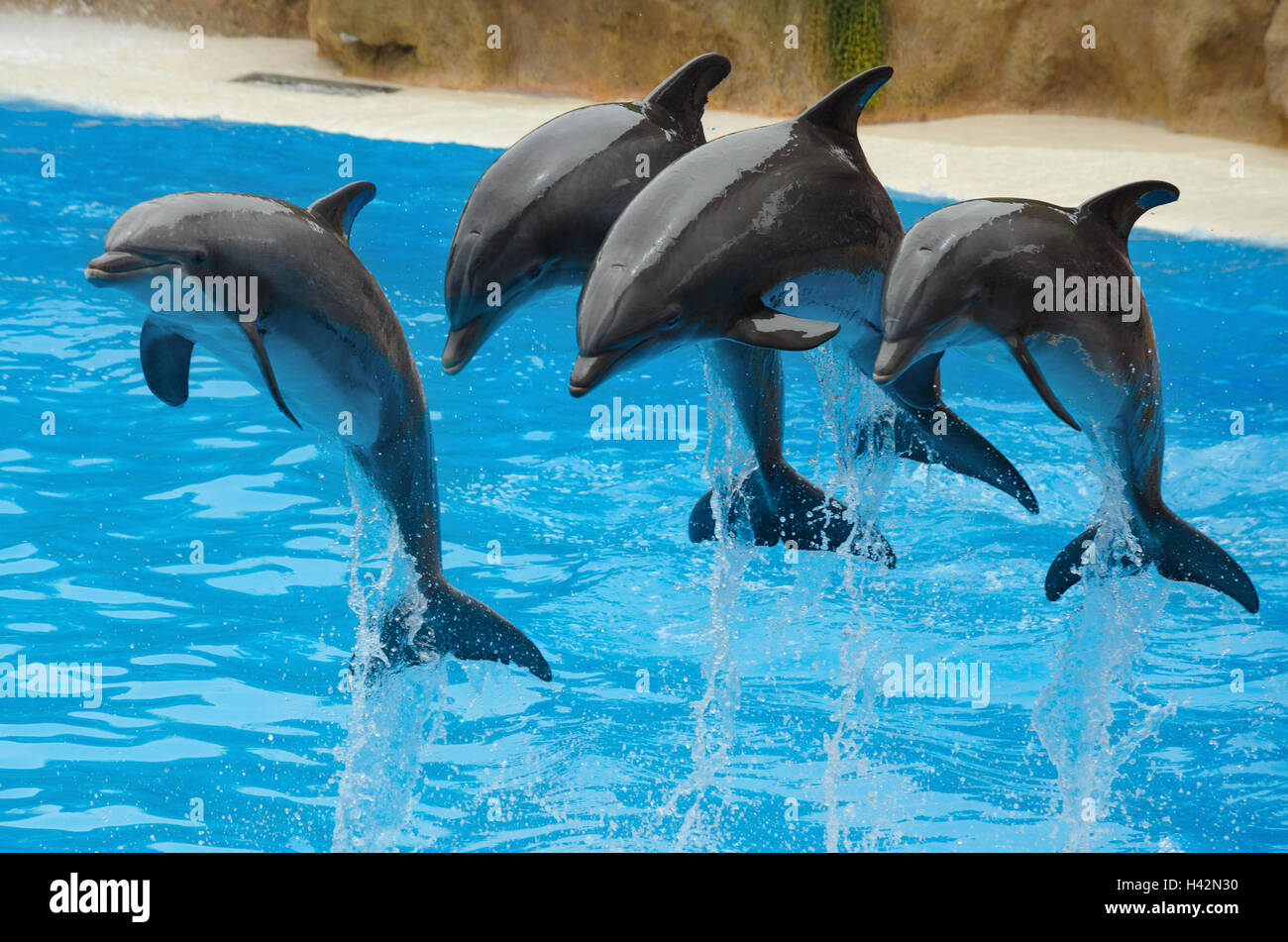 Dolphins playing in the pool Stock Photo - Alamy
