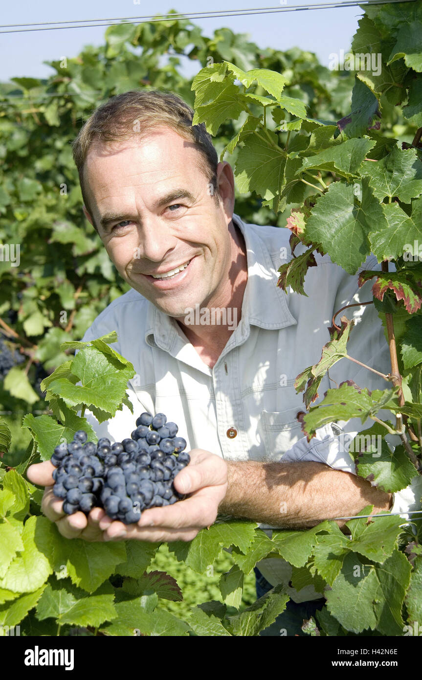 Vineyard, winegrower, grapes, blue, present, portrait, person, man, viticulturist, vines, vines ...